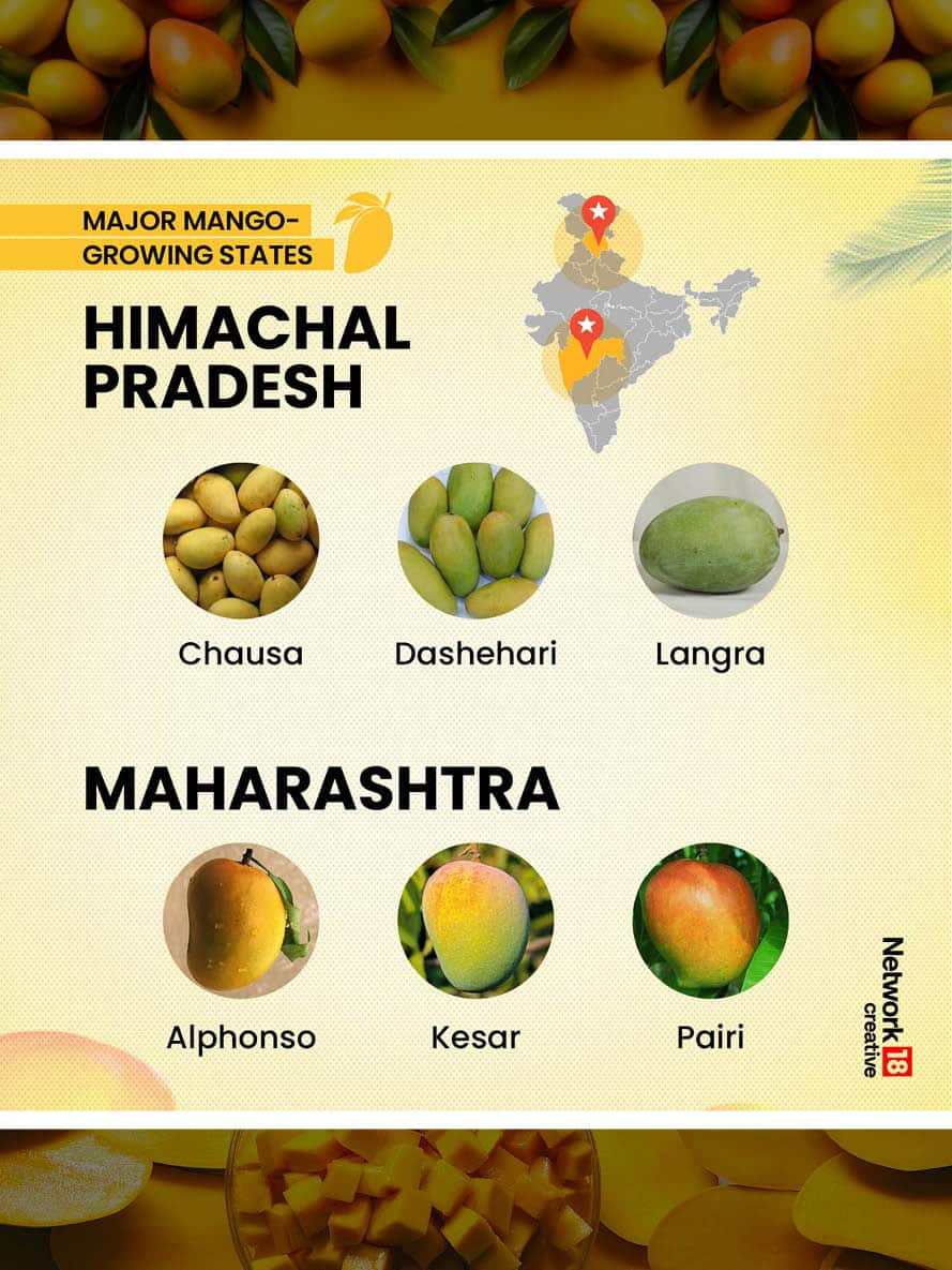 Mango Map of India: Varieties And Where They Are Grown
