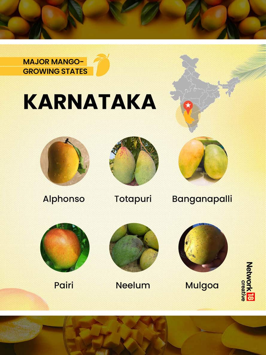 Mango Map of India: Varieties And Where They Are Grown