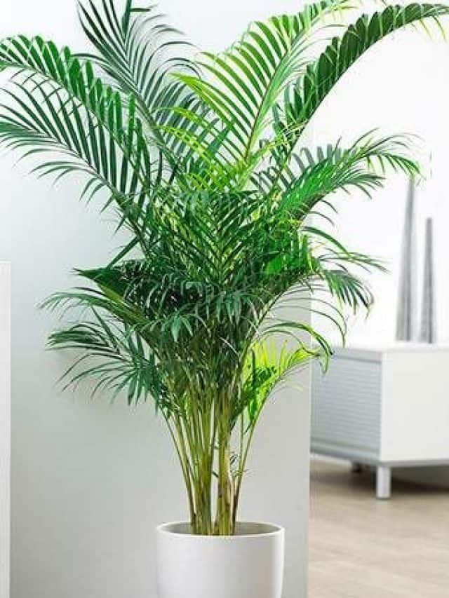10 Best Plants That Absorb Heat and Keep Your Home Cool