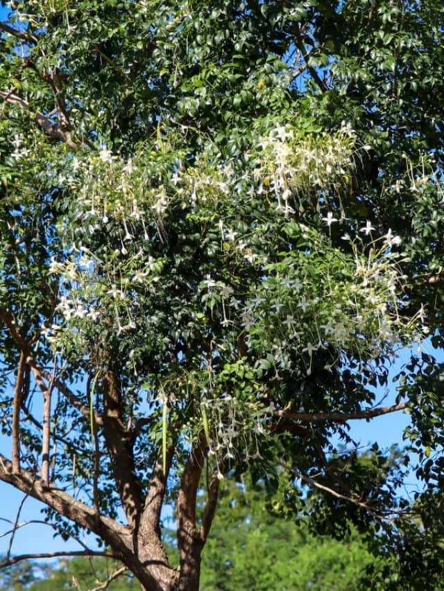 Top 10 Flowering Trees Of India