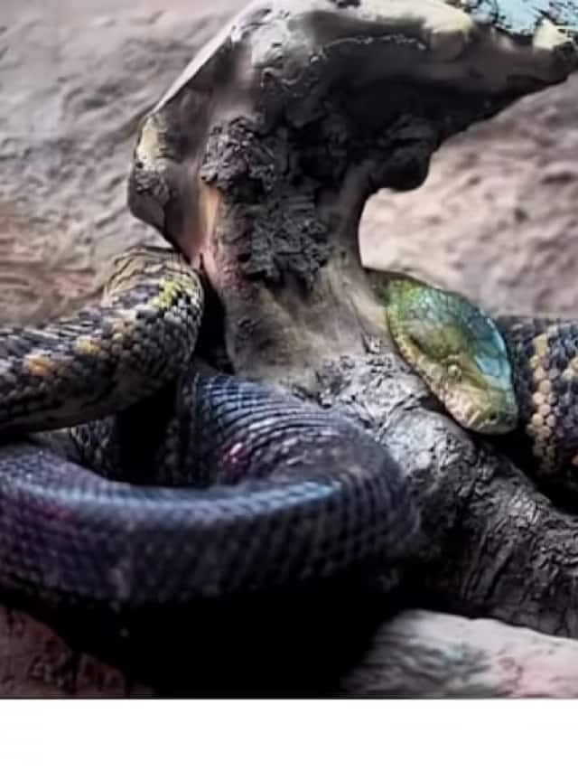 Know About Vasuki indicus: The Largest Snake To Have Ever Existed