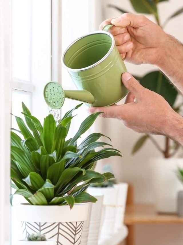 5 Ways To Save Your Drying Or Dead Plants