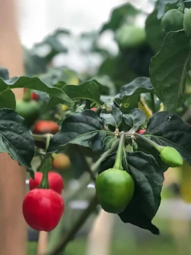 6 Types Of Green Chillies Grown In India