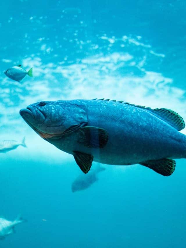 Rare fishes found in India