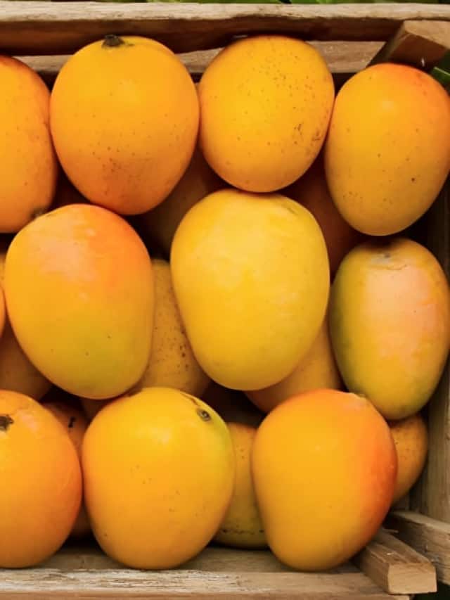 How to Identify Artificially Ripened Mangoes Using 5 Simple Tests