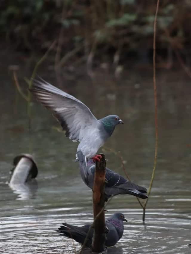 Kabootar ja! 10 ways to deal with pigeon menace