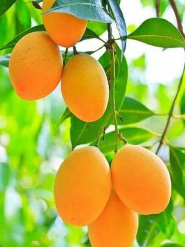 ਇਹ ਹਨ ਭਾਰਤ ਦੇ ਸਭ ਤੋਂ ਪ੍ਰਸਿੱਧ ਅੰਬ