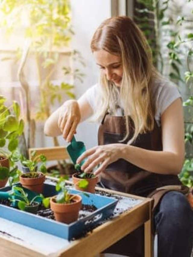 How To Look After Plants In The Summers