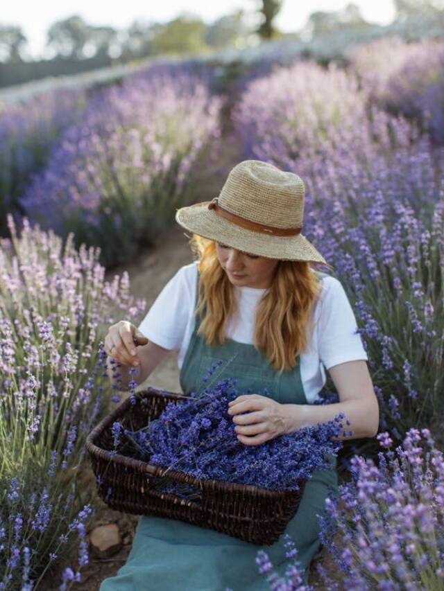 Plants That Help With Anxiety: Create a Calming Indoor Oasis