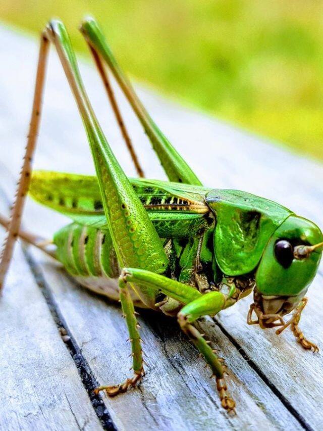 Natural Insect Repellents For Your Home