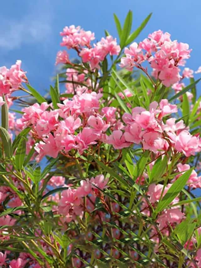 7 Flower Plants That Thrive Mid-May