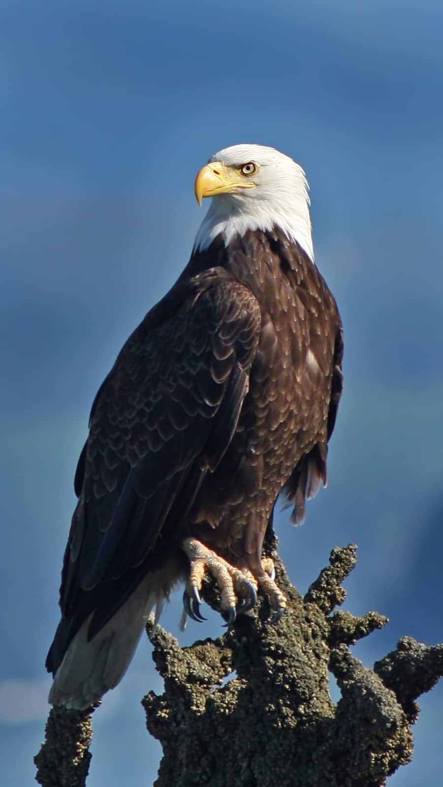 The Biggest Eagle In The World