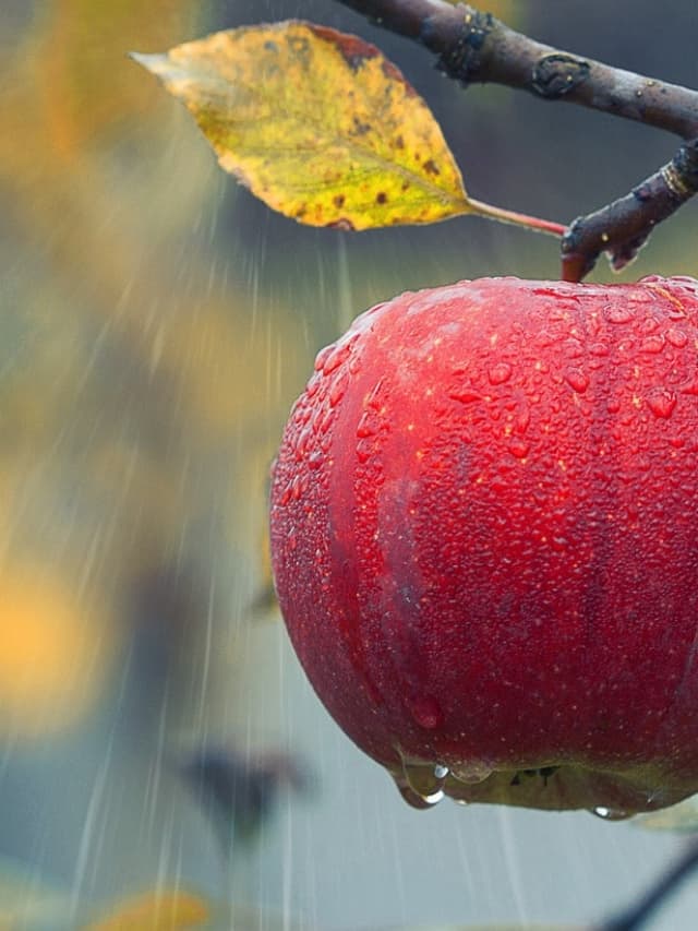 8 fruits to grow in your garden this monsoon