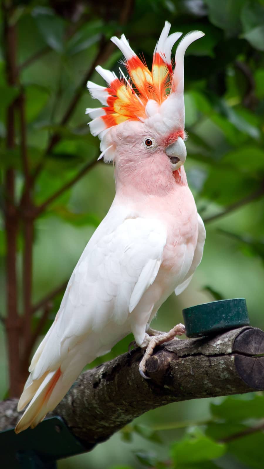 Most Beautiful Parrot