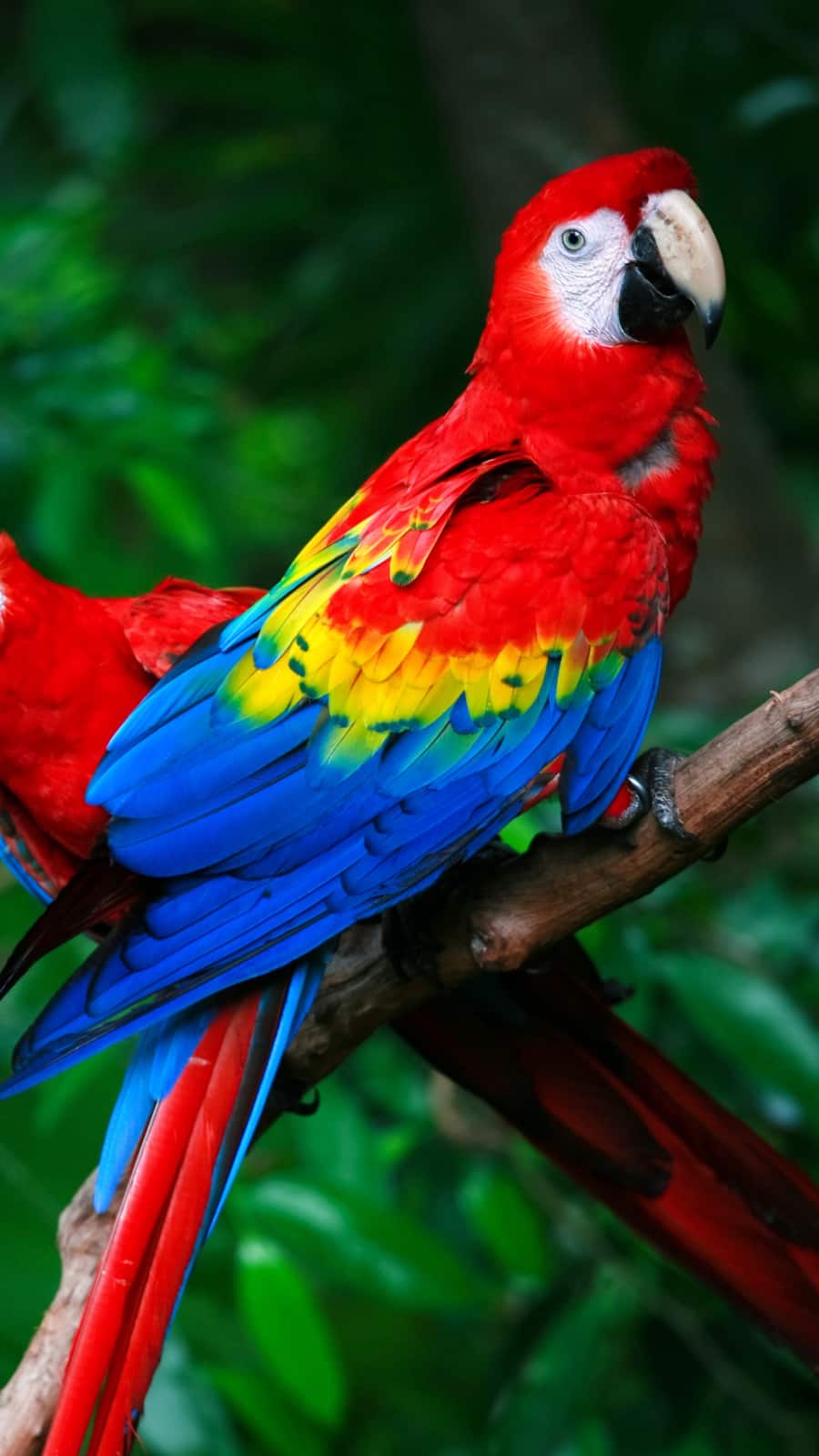 World Most Beautiful Parrot Most Beautiful & Attractive Birds In The