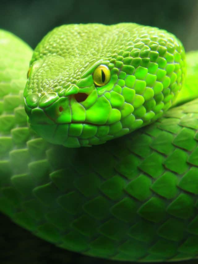 Real-life 'Harry Potter' Snake Spotted in India