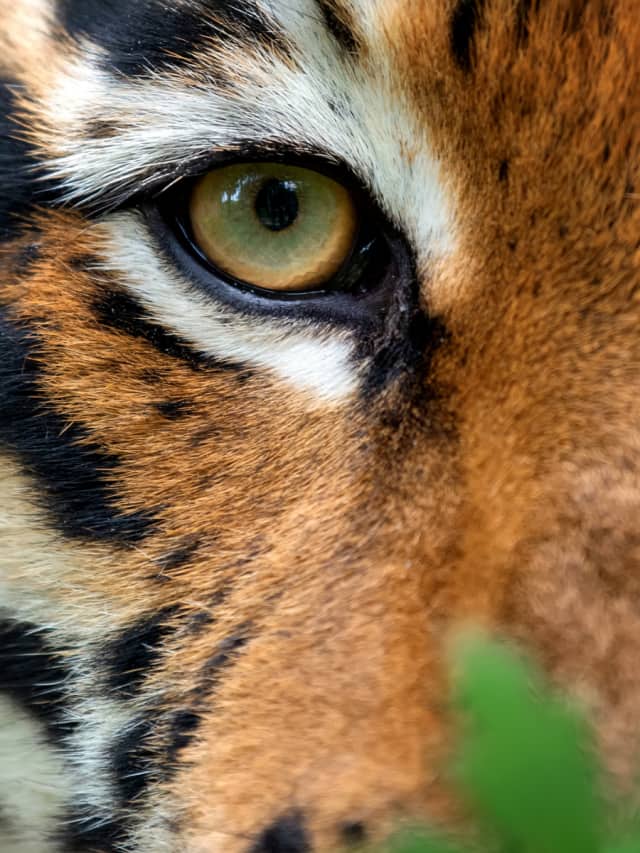 10 Most Lethal Predators on Earth