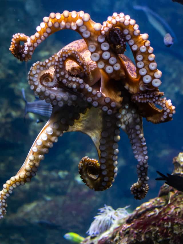 10 Most Intelligent Animals in the World