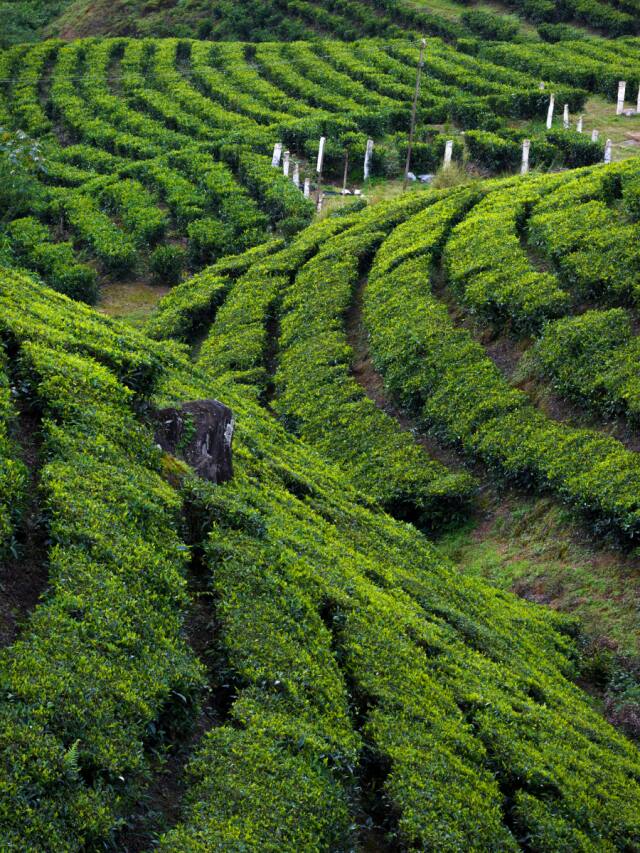 10 Unforgettable Wayanad Experiences