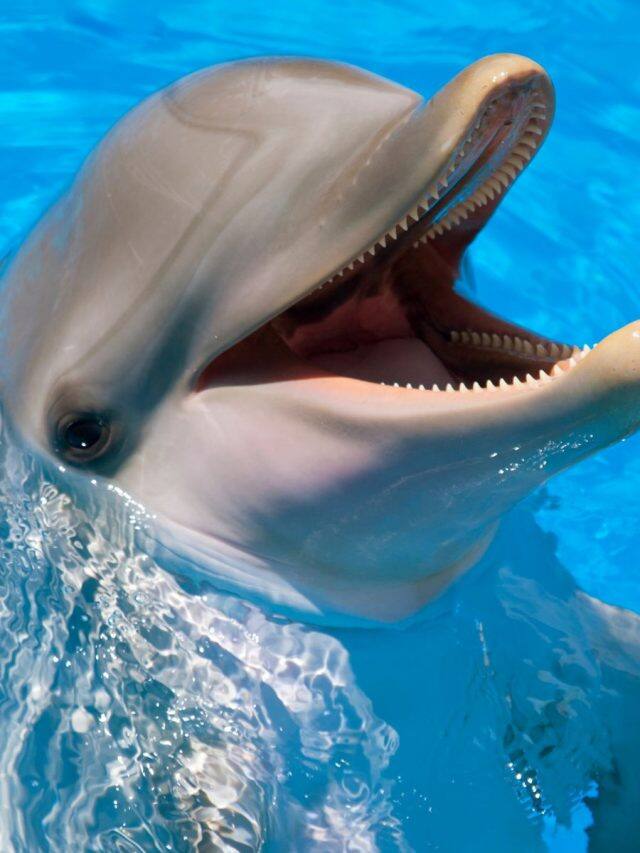 Top 10 Brainiest Animals Species on Earth