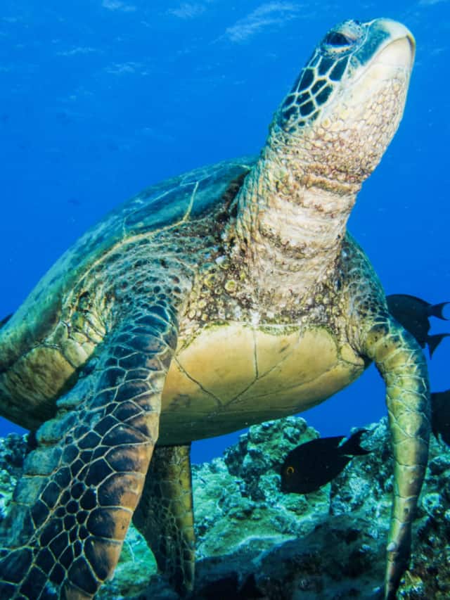 10 Animals with Unique Blood: Blue, Green, Yellow and Purple