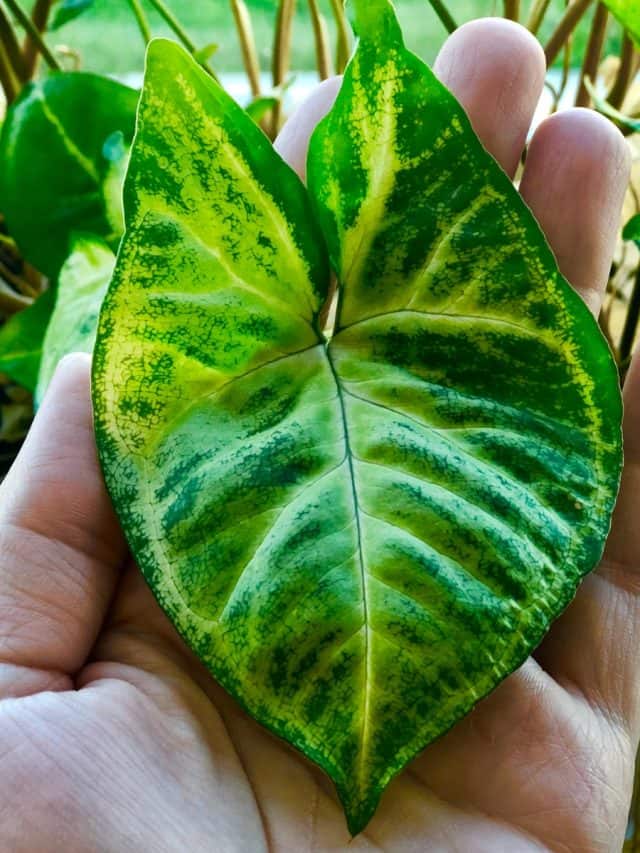 Indoor plants: These 5 houseplants need very less water, low light