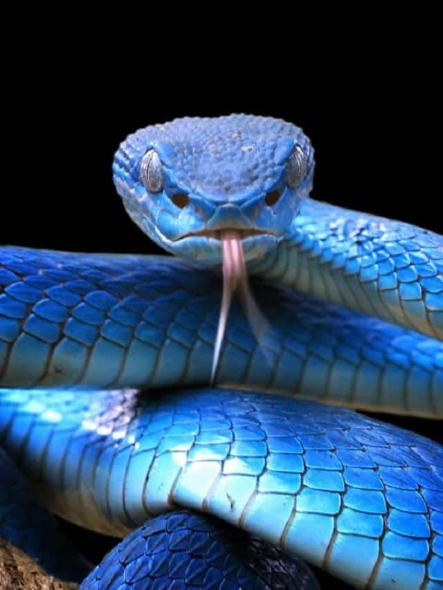 World Snake Day: 5 Common Myths about Snakes