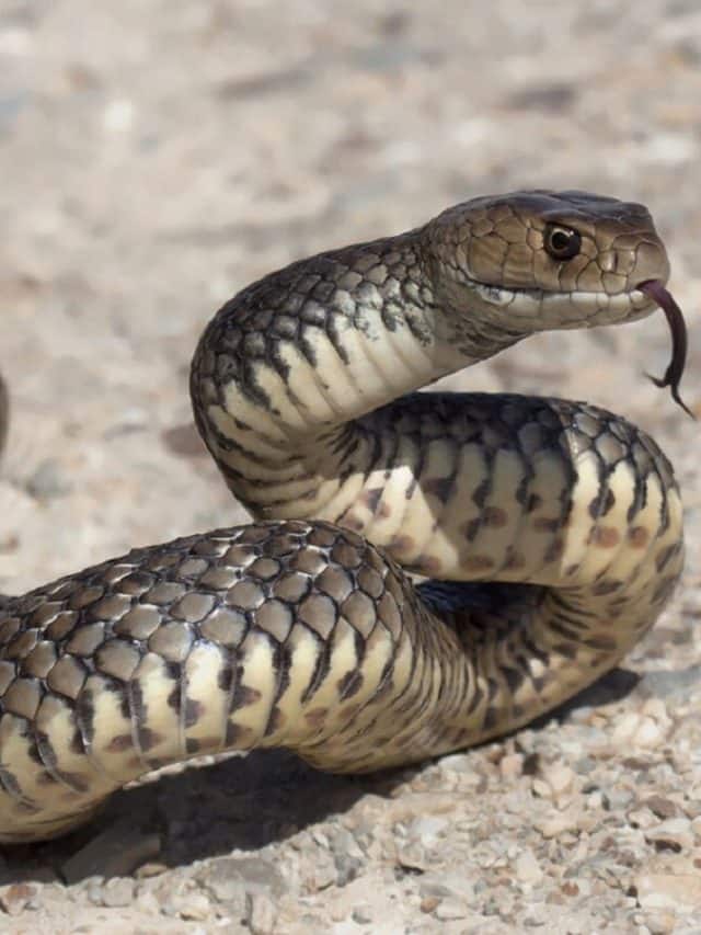 क्या है सांप की याद्दाश्त की सच्चाई, क्या वो हो सकते हैं इच्छाधारी?