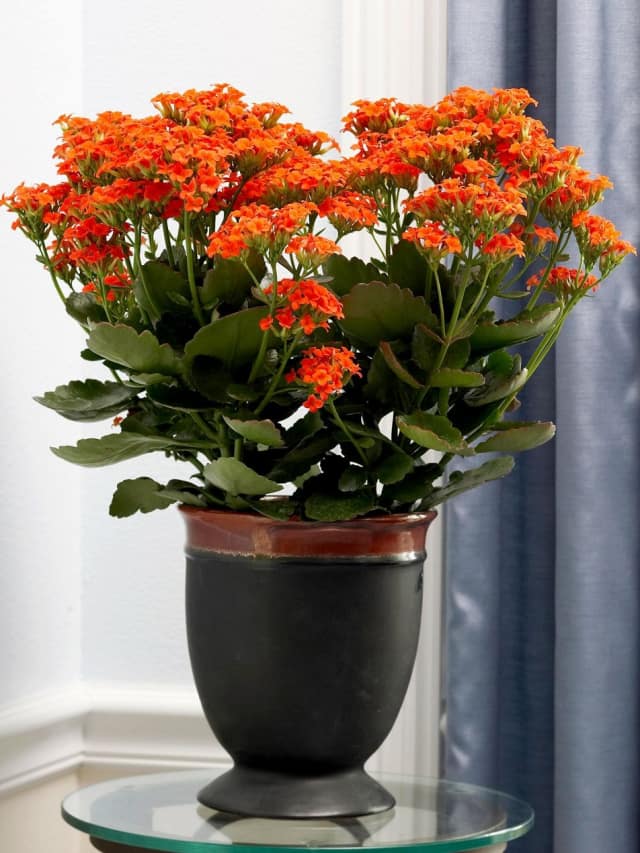 10 Flowering Plants For Small Pots
