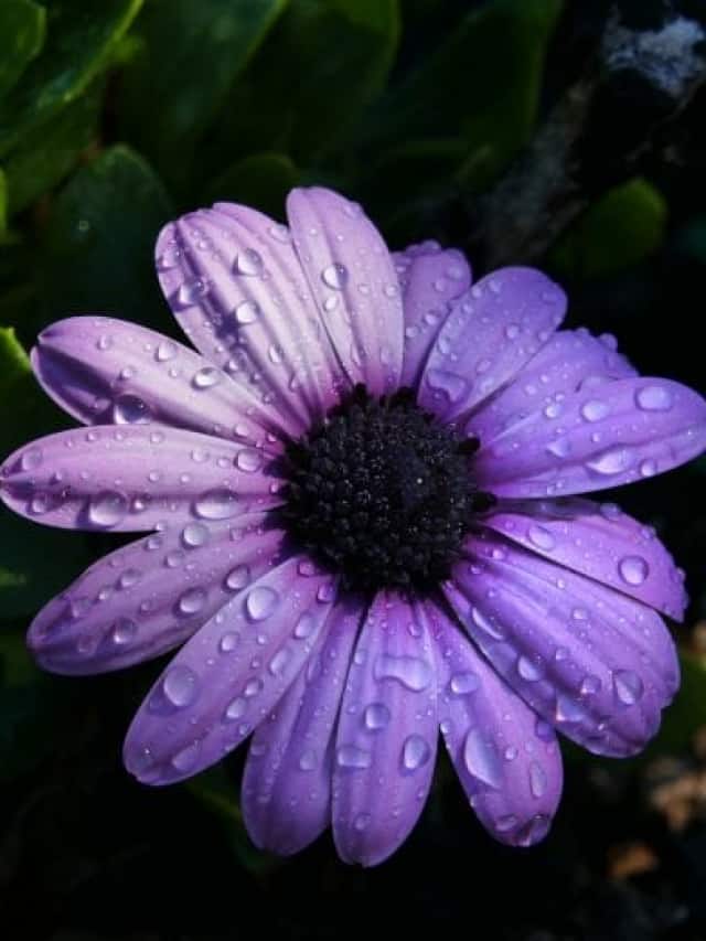 Beautiful monsoon flowers for your outdoor garden