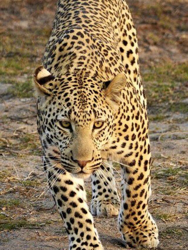 10 endangered animals that may be extinct by 2050