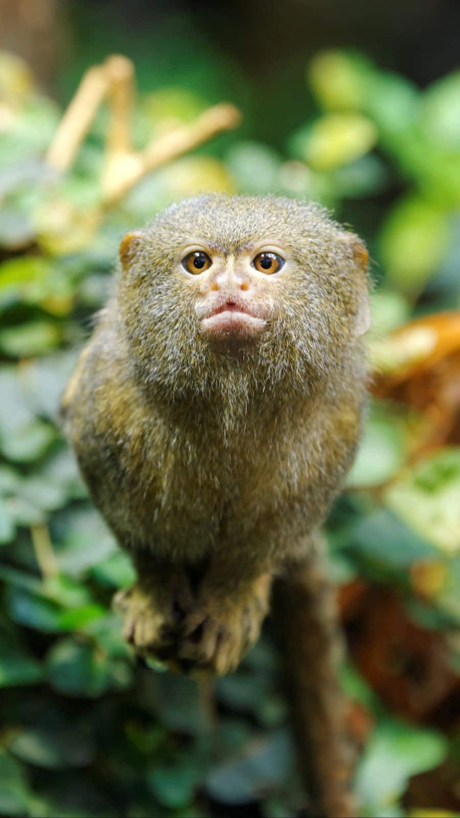 Smallest Animal In The World Name