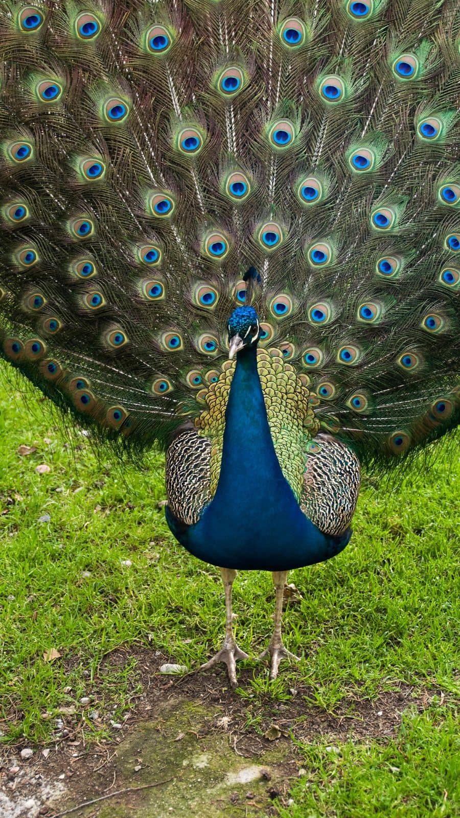 Colorful Animals