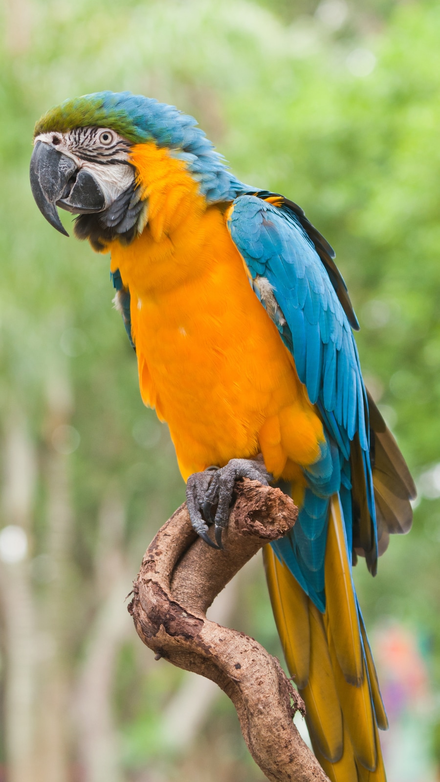Big parrot store