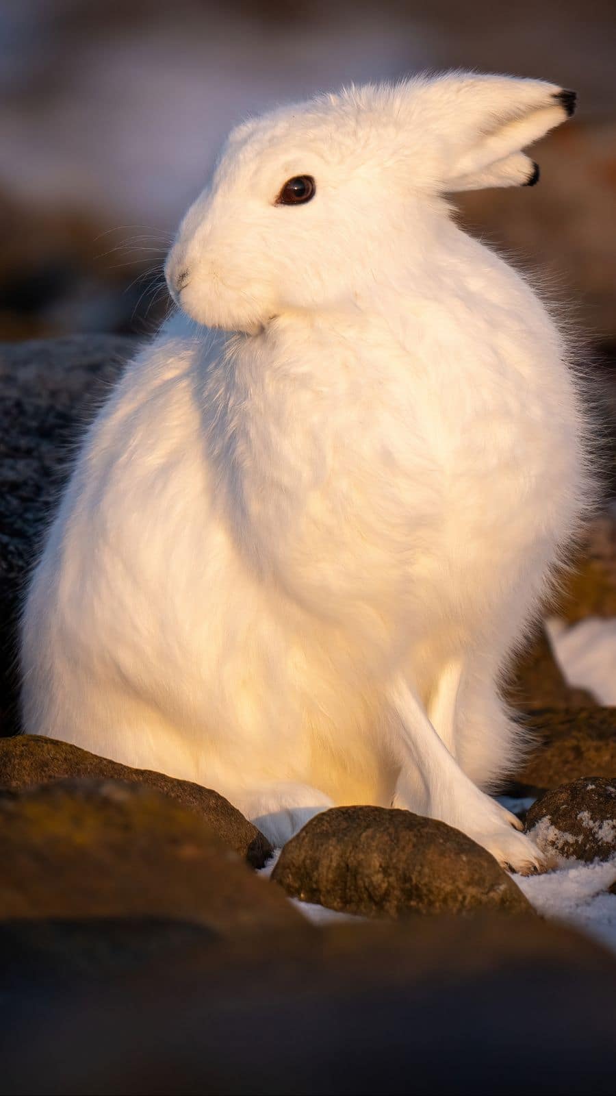 Snow Winter White Animals