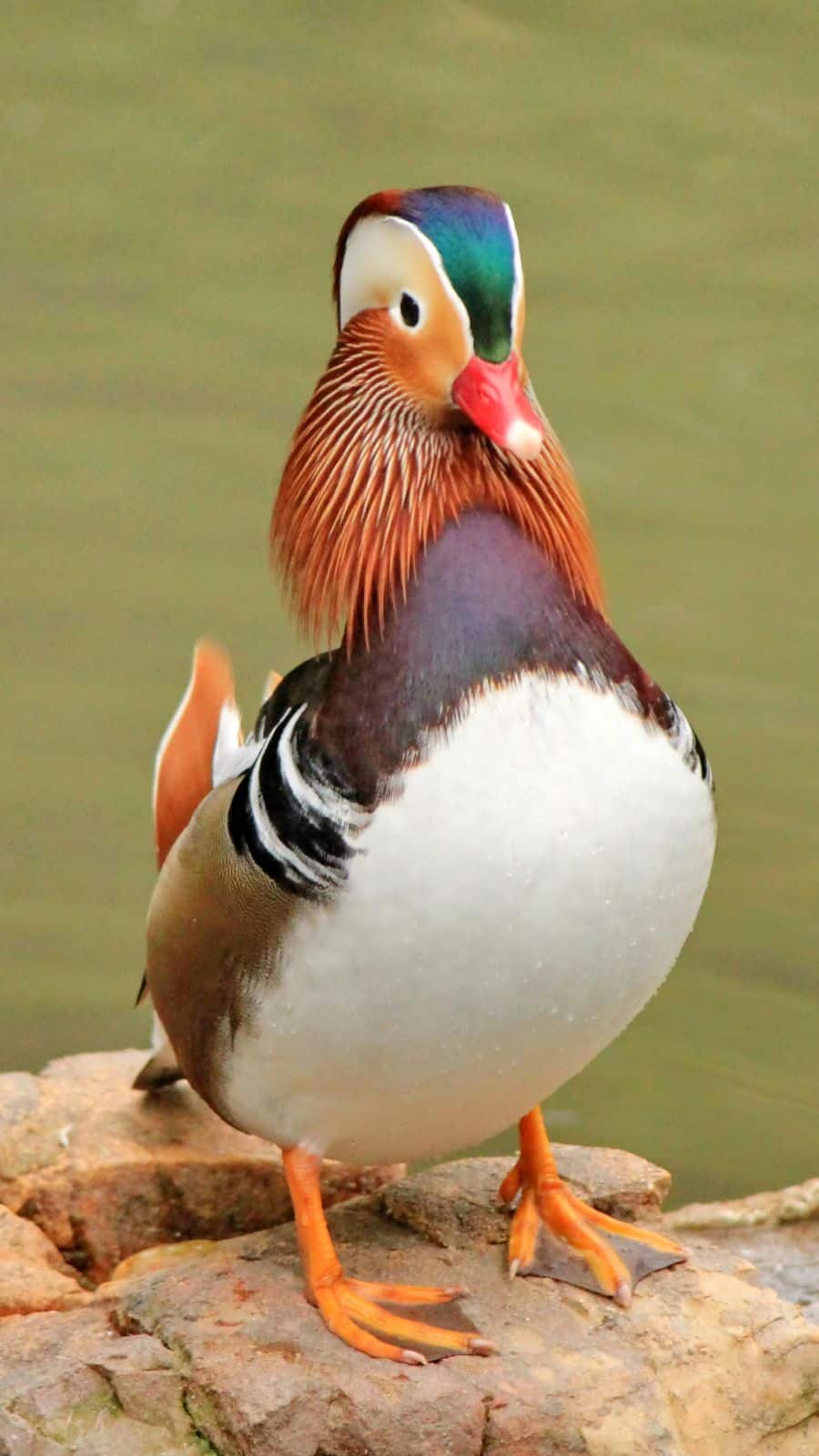 Most Colorful Animals In The World