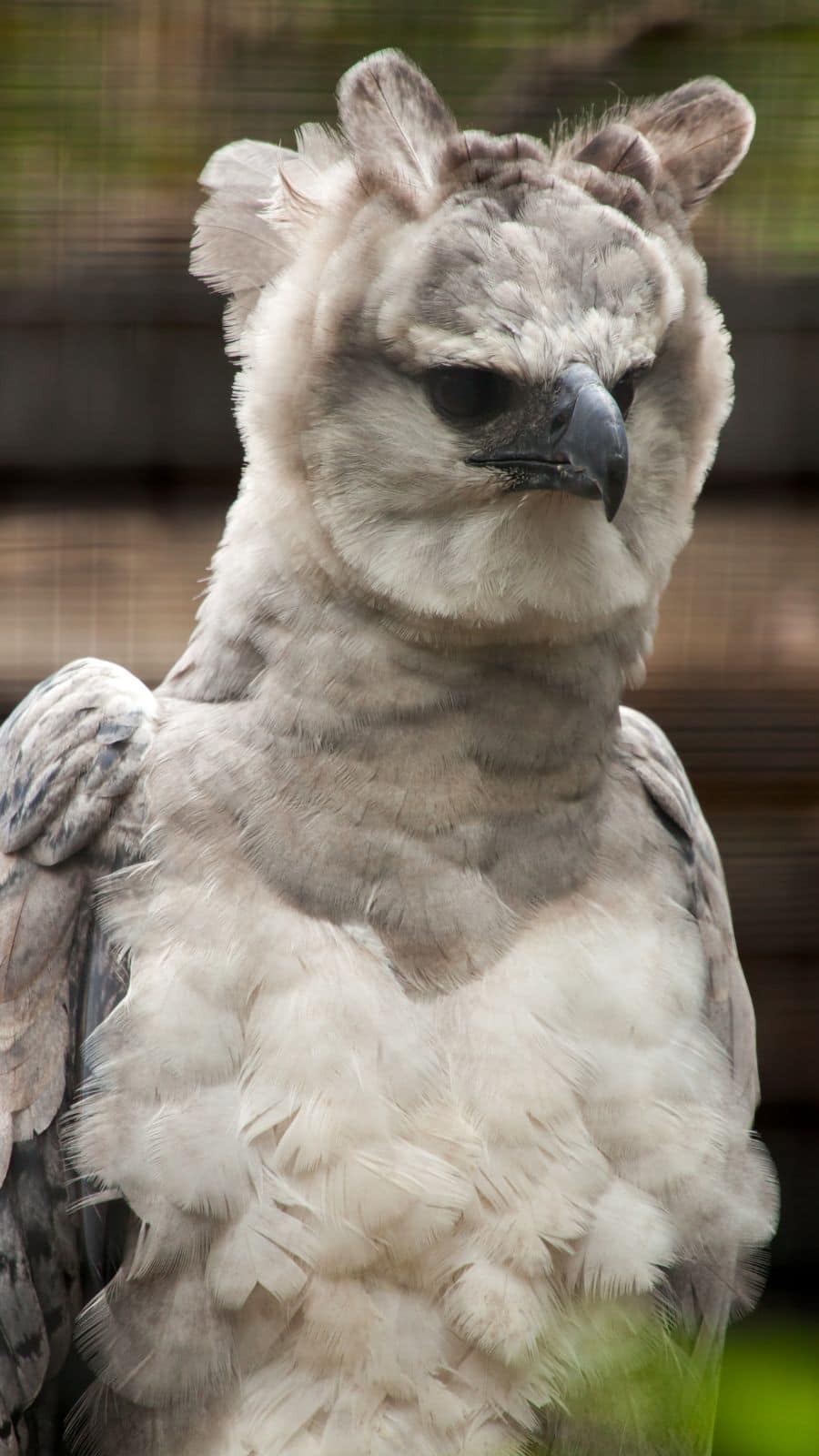 Dangerous Birds The Top 8 Most Dangerous Birds In North America