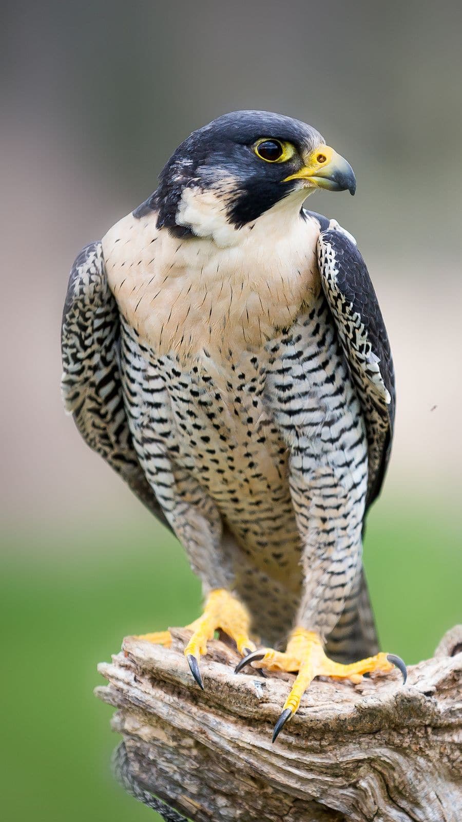 Top 10 Fastest Animals