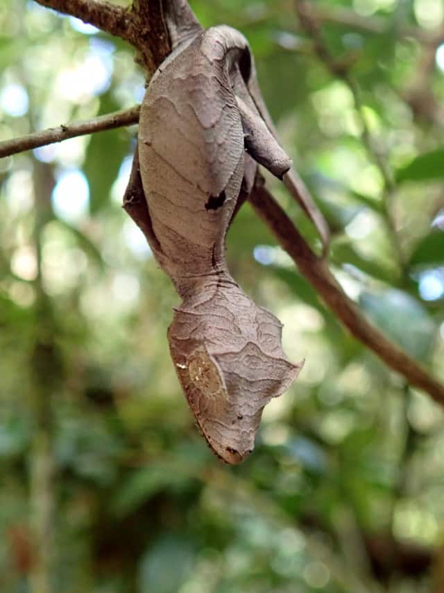 9 Animals That Are Masters of Disguise