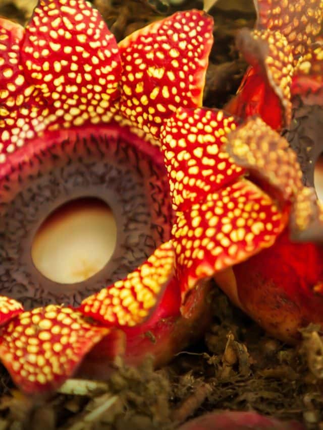 Top 10 Destinations to See the World’s Biggest Flowers