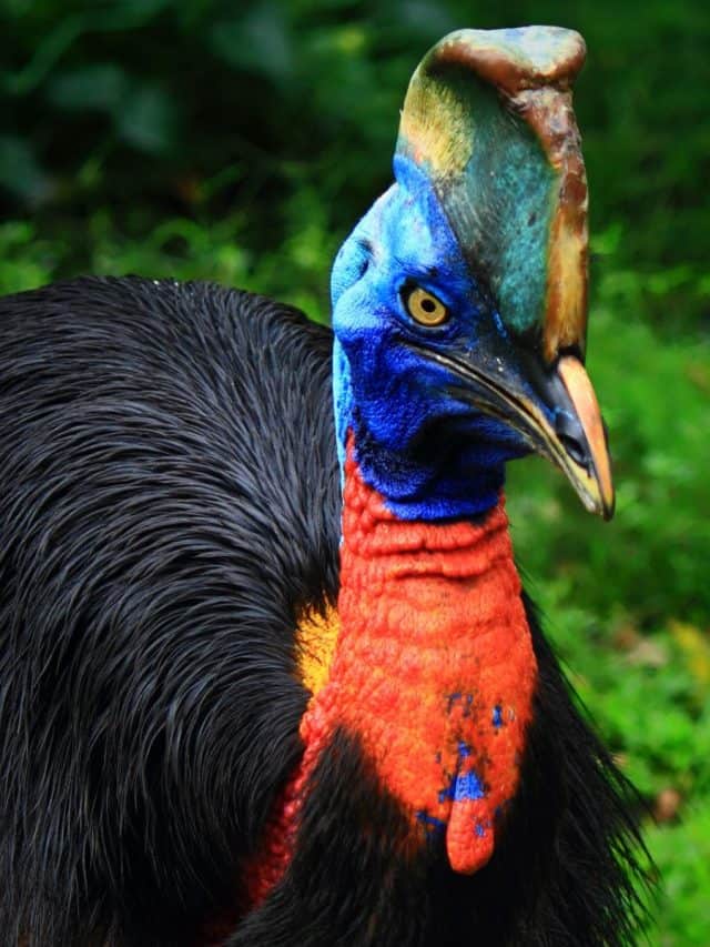 9 of the World's Most Dangerous Birds