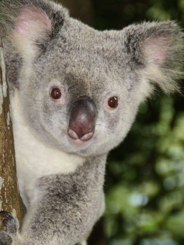 अपने बड़े और अजीब कान के लिए मशहूर हैं ये जानवर!