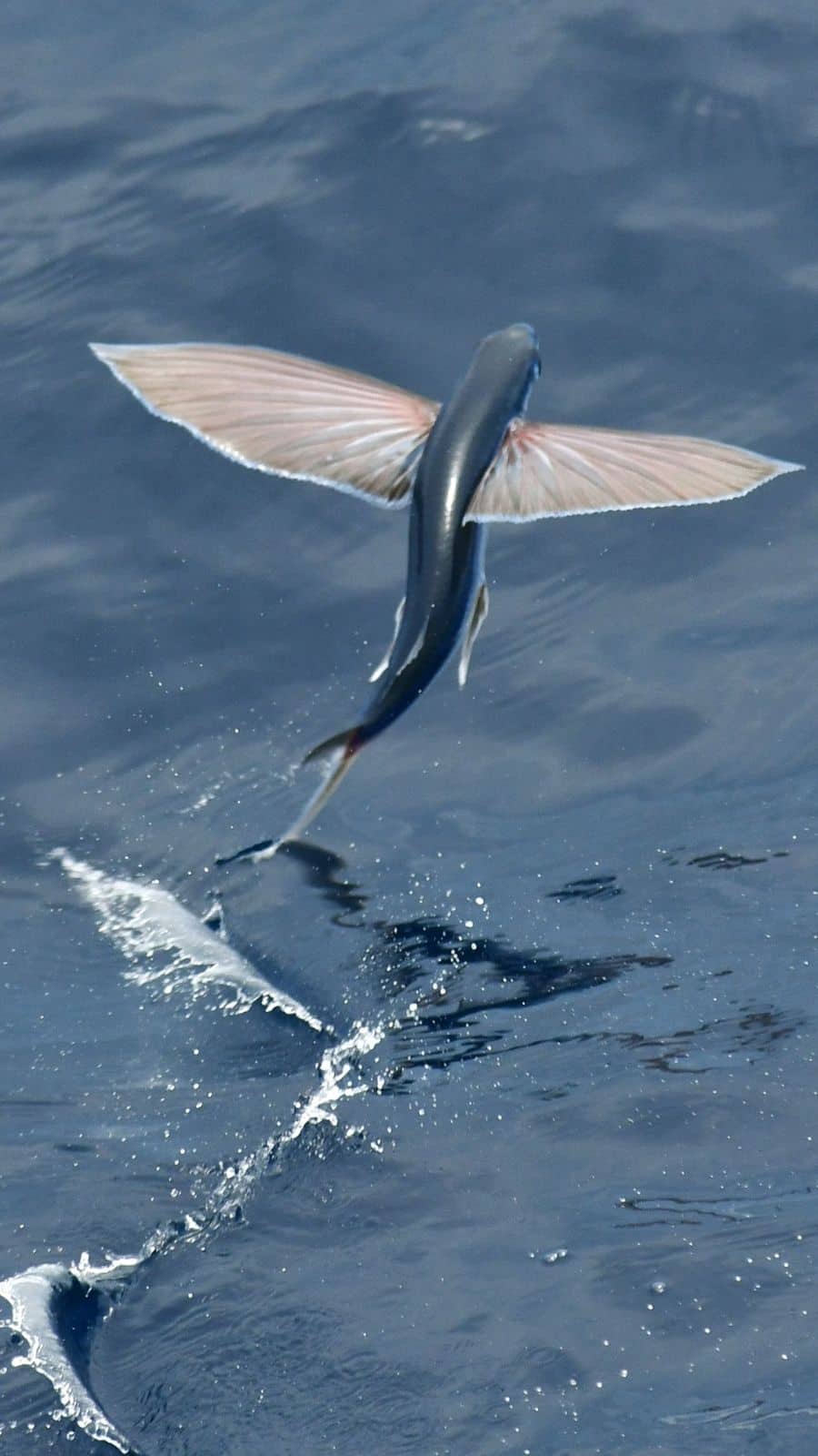 Animals That Fly Pictures