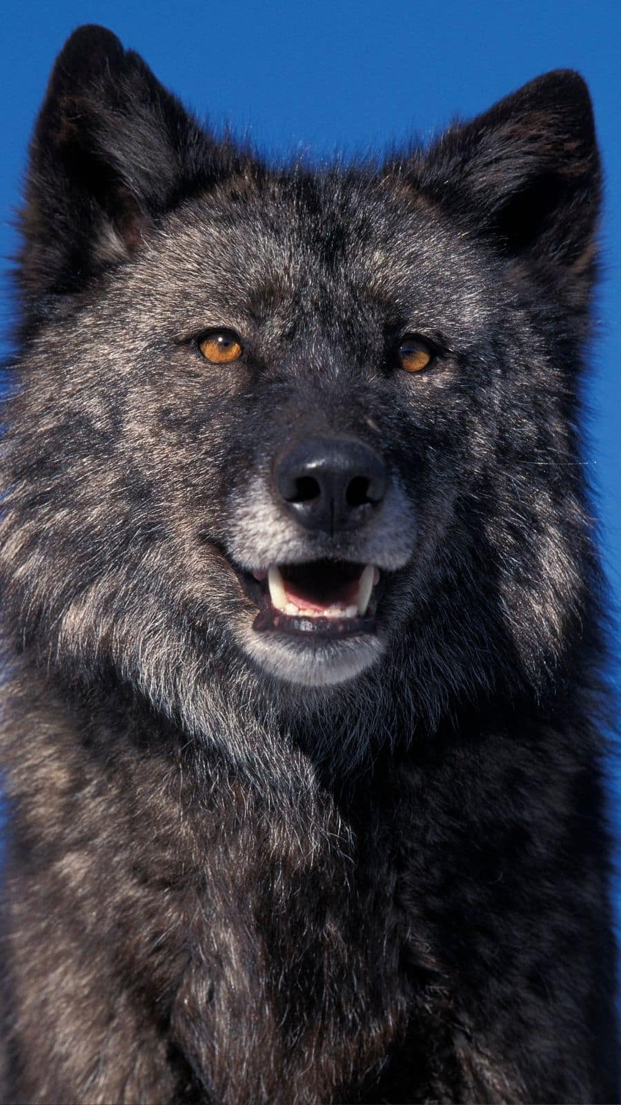 Mackenzie Valley Wolf