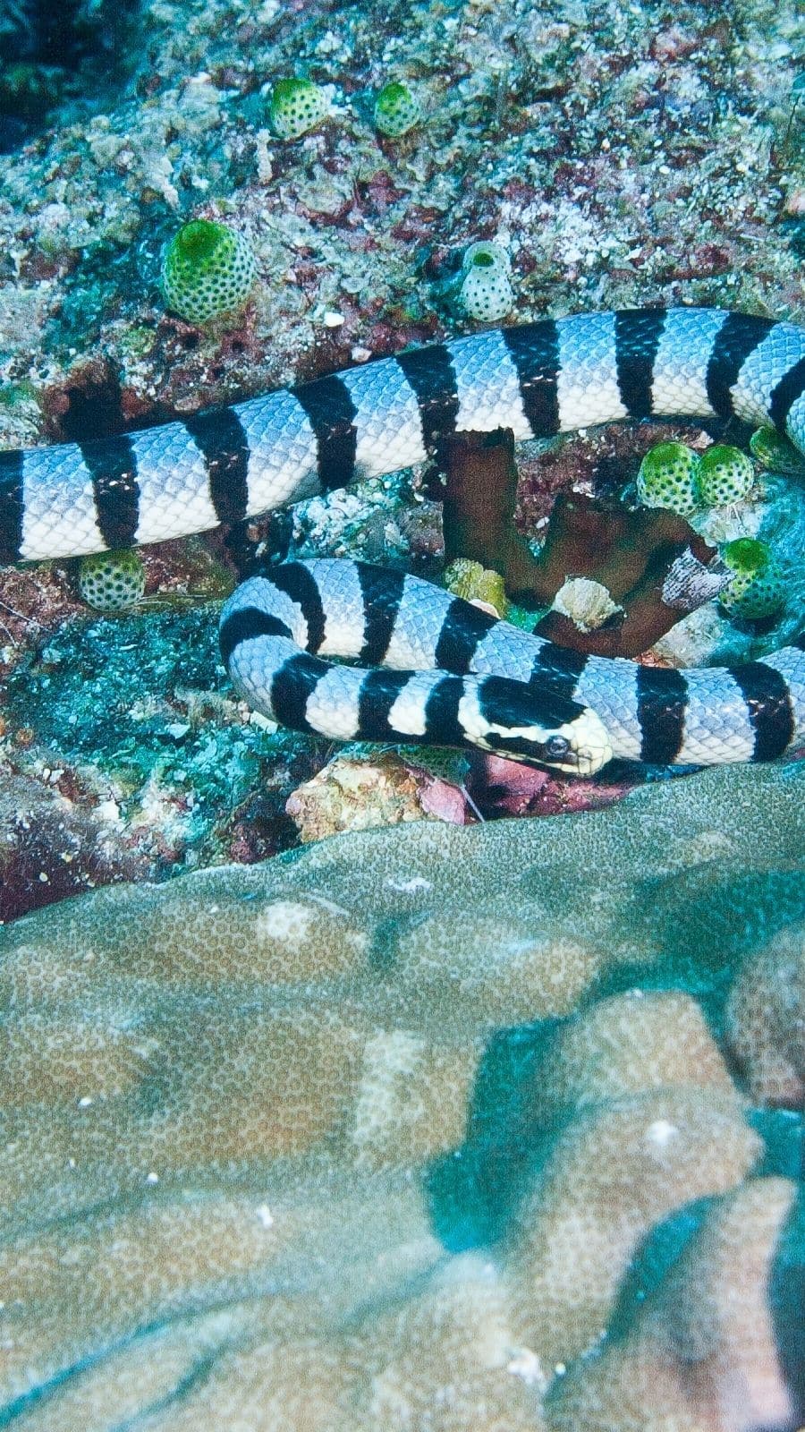 Deadliest Snake In The World 2024