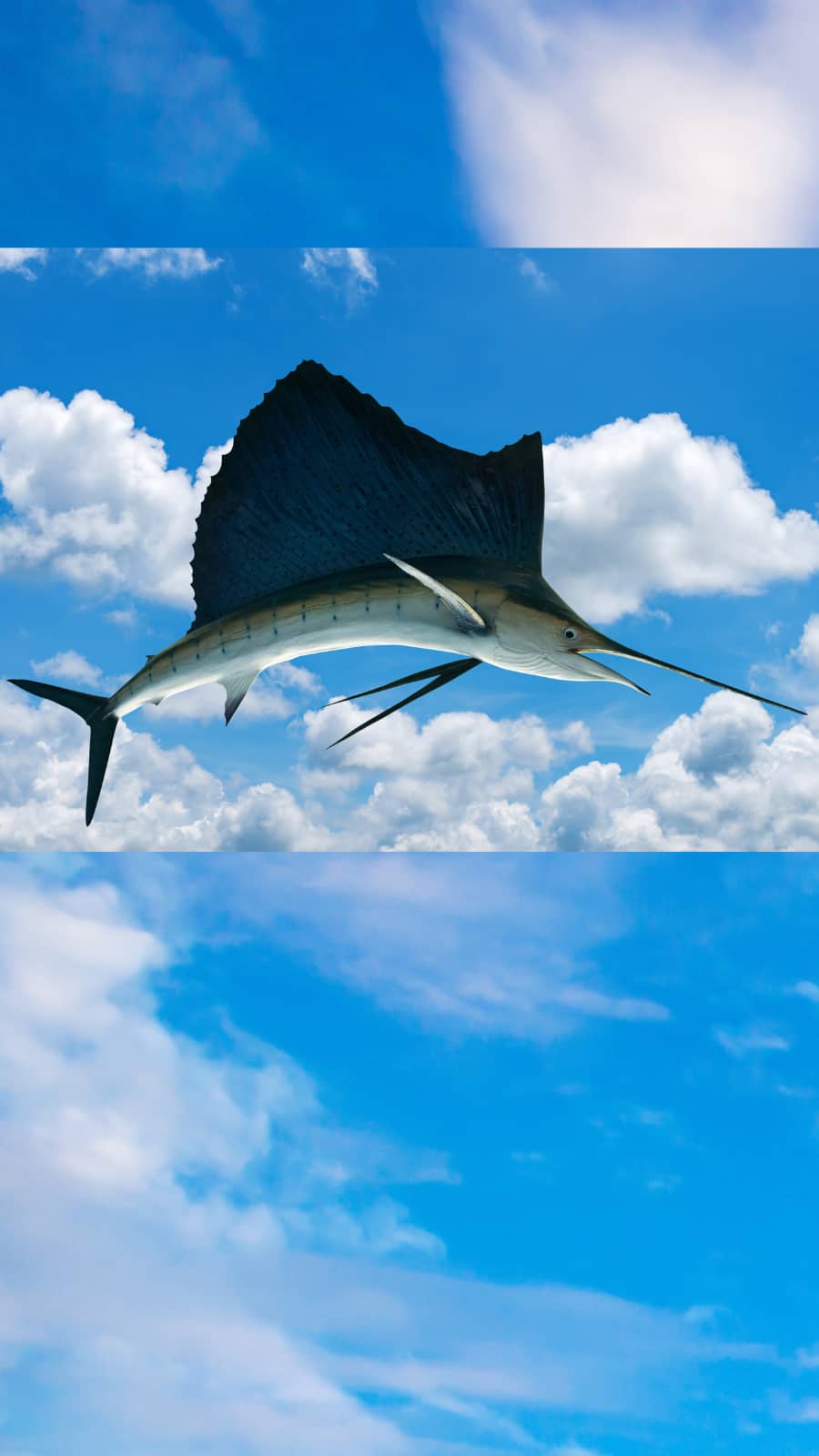 Swordfish Swimming Speed