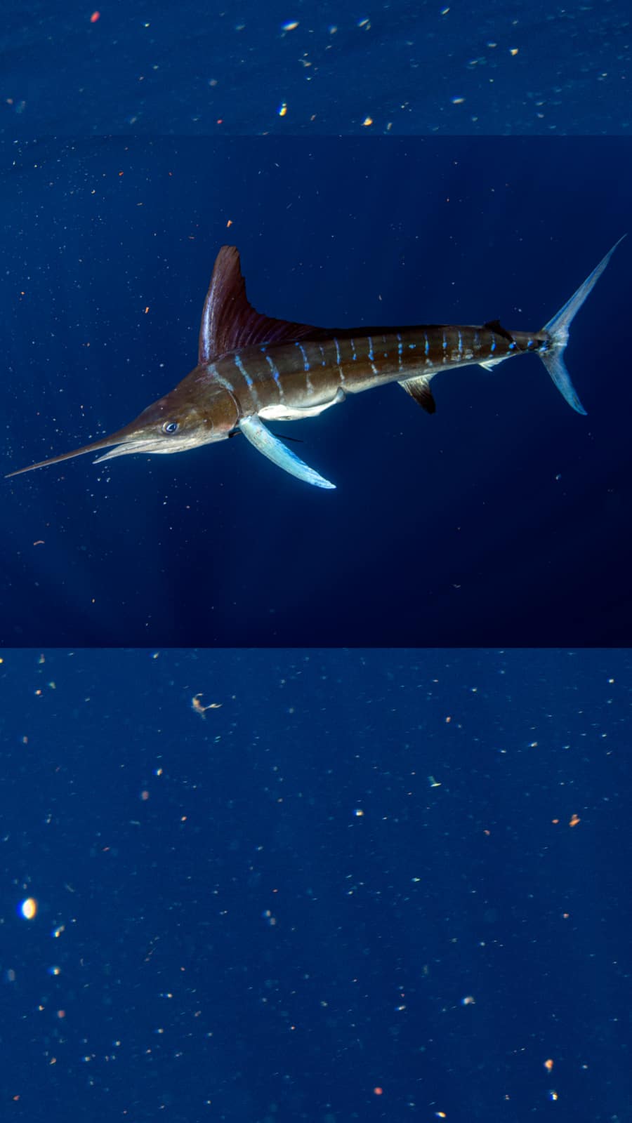 Swordfish Swimming Speed
