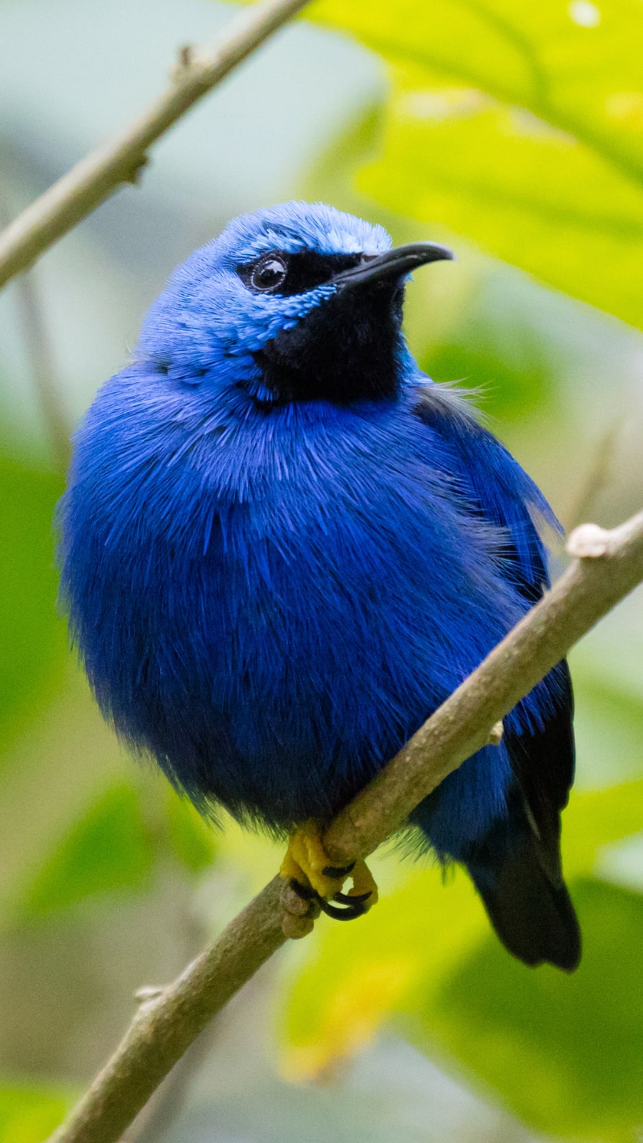 Names Of Birds That Are Blue