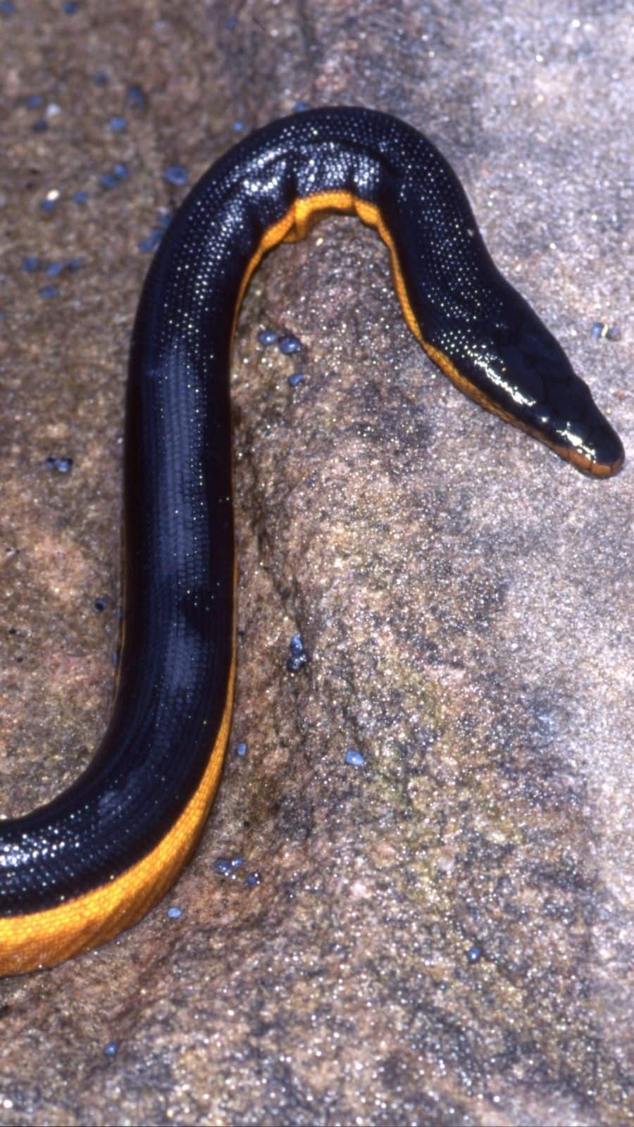 Deadliest Snake In The World 2024