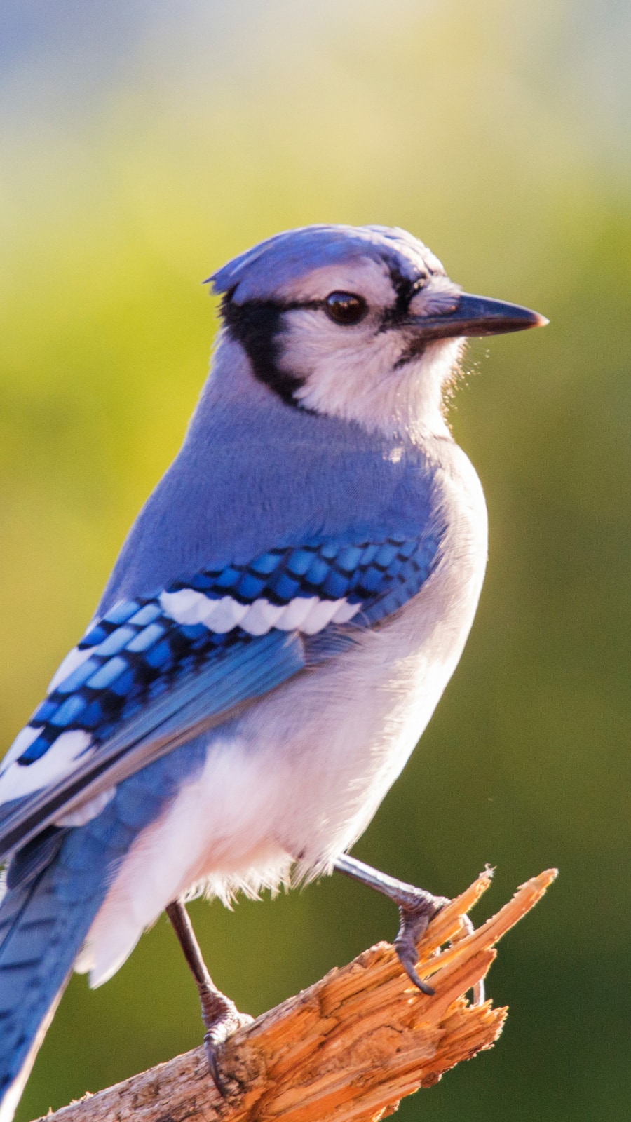 Pretty Blue Birds Capture The Beauty Of The 2025 Spring Bird Migration